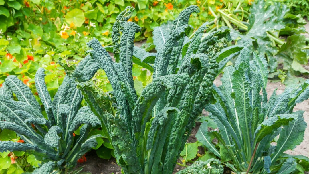 What Are The Vegetables That Grow Above Ground? - These Green Fingers