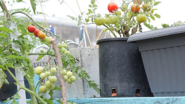 What Are The Vegetables That Grow Above Ground? - These Green Fingers
